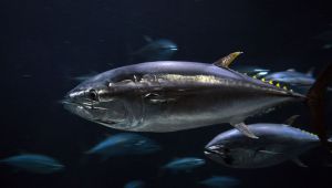 Bluefin Tuna Found in Arctic: Climate Change Altering Food Webs - Our World