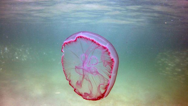 Super-adaptable Jellyfish Are the Real Rulers of the Oceans - Our World