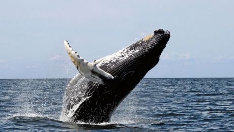 Humpback Whales Make a Comeback in Australian Waters as Numbers Rebound ...