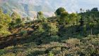 The Tea Forests of Yunnan - Our World