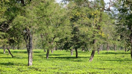The Tea Forests of Yunnan - Our World