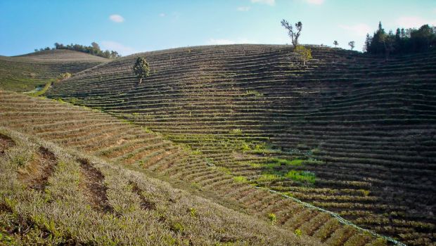The Tea Forests of Yunnan - Our World