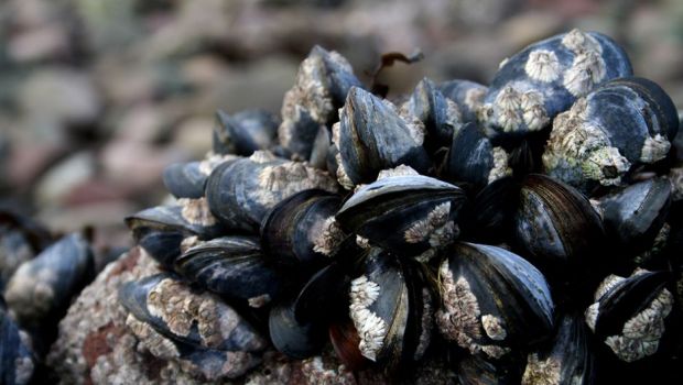 Biomimicry Advance: Mussels Inspire Nontoxic Flame Retardant - Our World