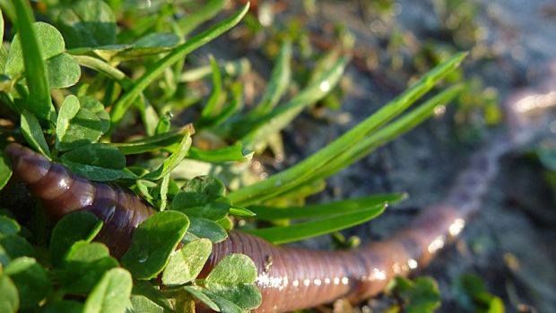 Wonder Worm to the Rescue - Our World