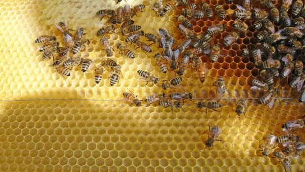 Globalisation, Industrialisation Speeding Bee Decline - Our World