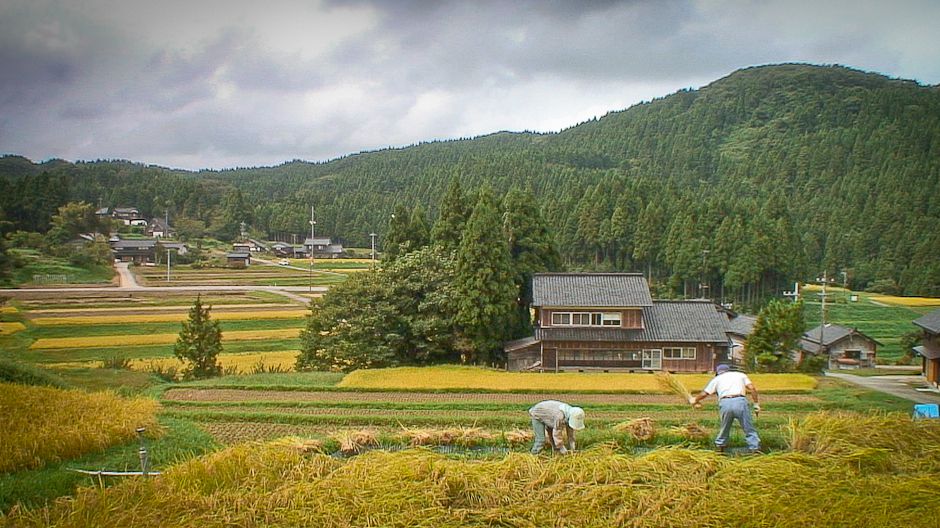 Harvest Time in Satoyama - Our World