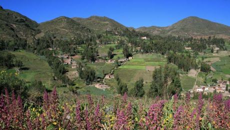 The Thriving Biodiversity of Peru’s Potato Park - Our World
