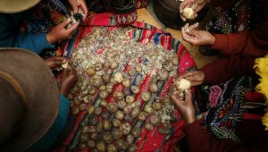 The Thriving Biodiversity of Peru’s Potato Park - Our World
