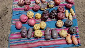 The Thriving Biodiversity of Peru’s Potato Park - Our World