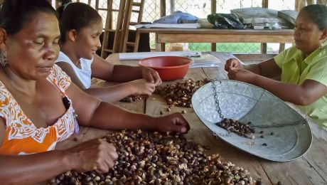 Maya Nut Could Boost Resilience to Climate Change - Our World