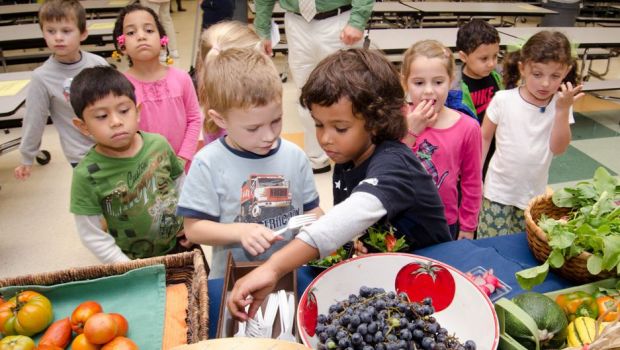 Home-grown Food in Schools for a Green Economy - Our World