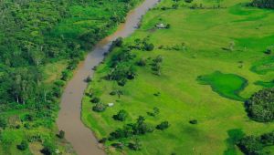 Mighty Agro-lobby Threatens Reforestation of Amazon - Our World