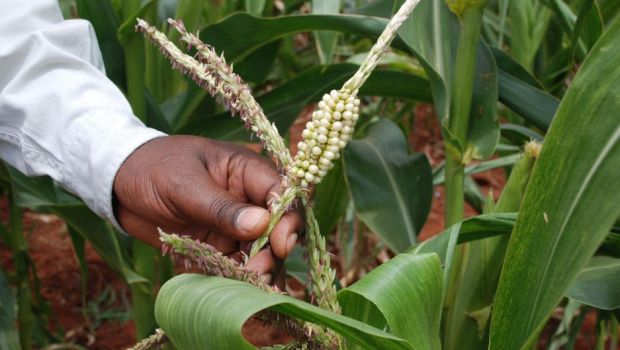 Are Transgenic Crops Safe? GM Agriculture in Africa - Our World