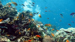 Google Maps' Virtual Diving Brings the Great Barrier Reef into View ...