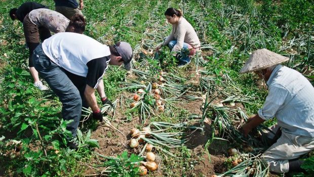 Field Trip to an Agroecological “Teikei” Family Farm - Our World
