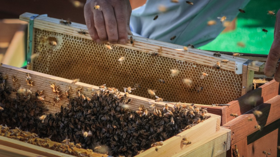 Tokyo Honey: A Role for Urban Bees - Our World