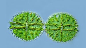 Fake Trees, Algae Tubes and White Roofs - Our World