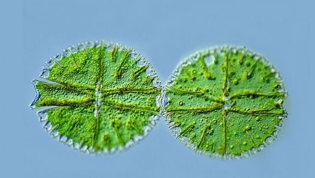 Fake Trees, Algae Tubes and White Roofs - Our World